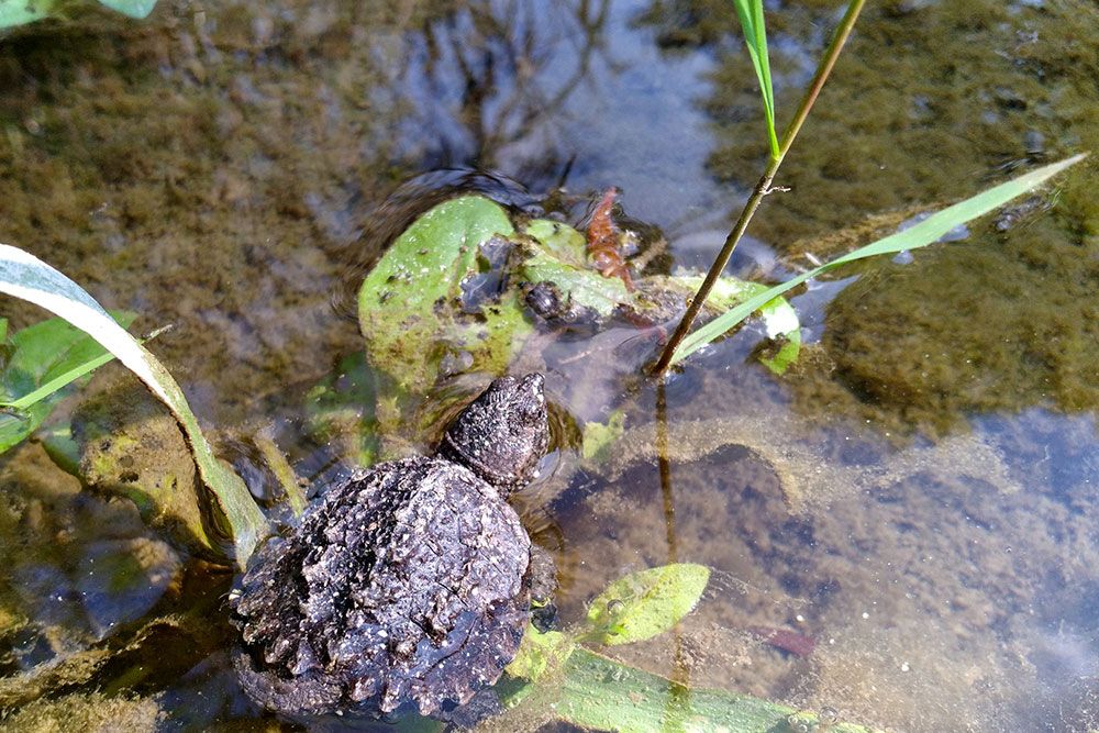 Local Turtle Week Day Two - Threats to Turtles