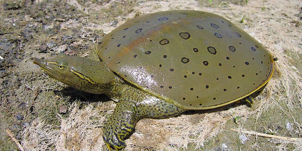 This photo, copyright Scott Gillingwater, shows a male Eastern Spiny ...