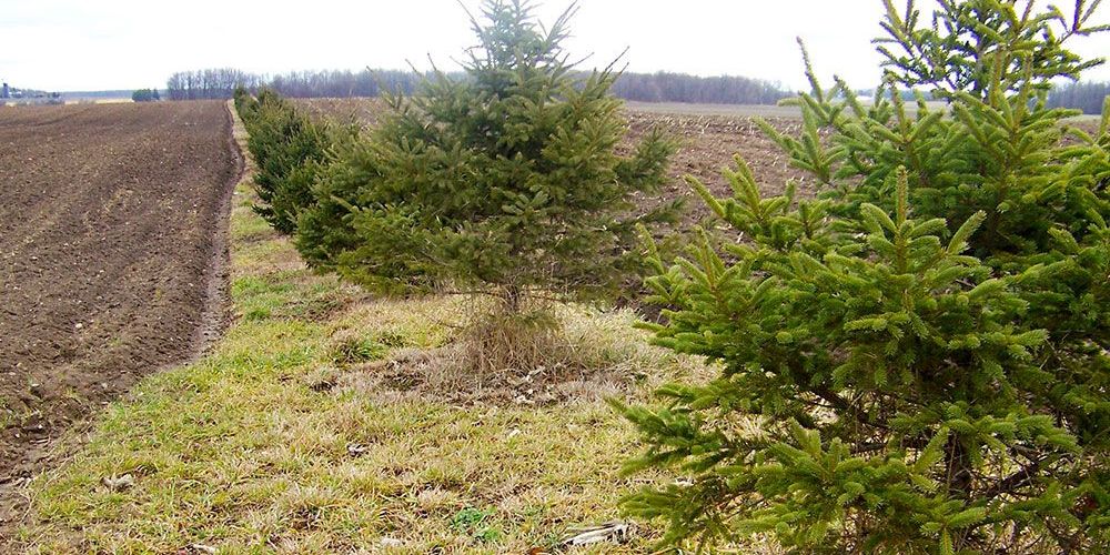 Rock Glen Conservation Area